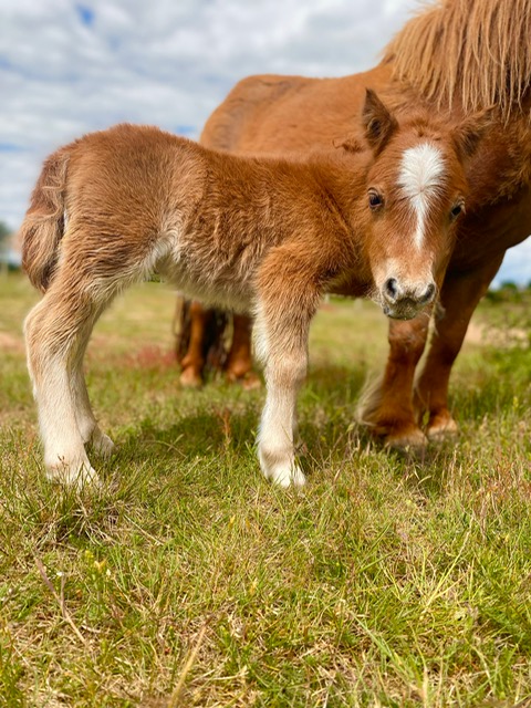 Shetland Filly Foals For Sale 16 Sandbecks Farm shetland-filly-foals-for-sale-16-sandbecks-farm
